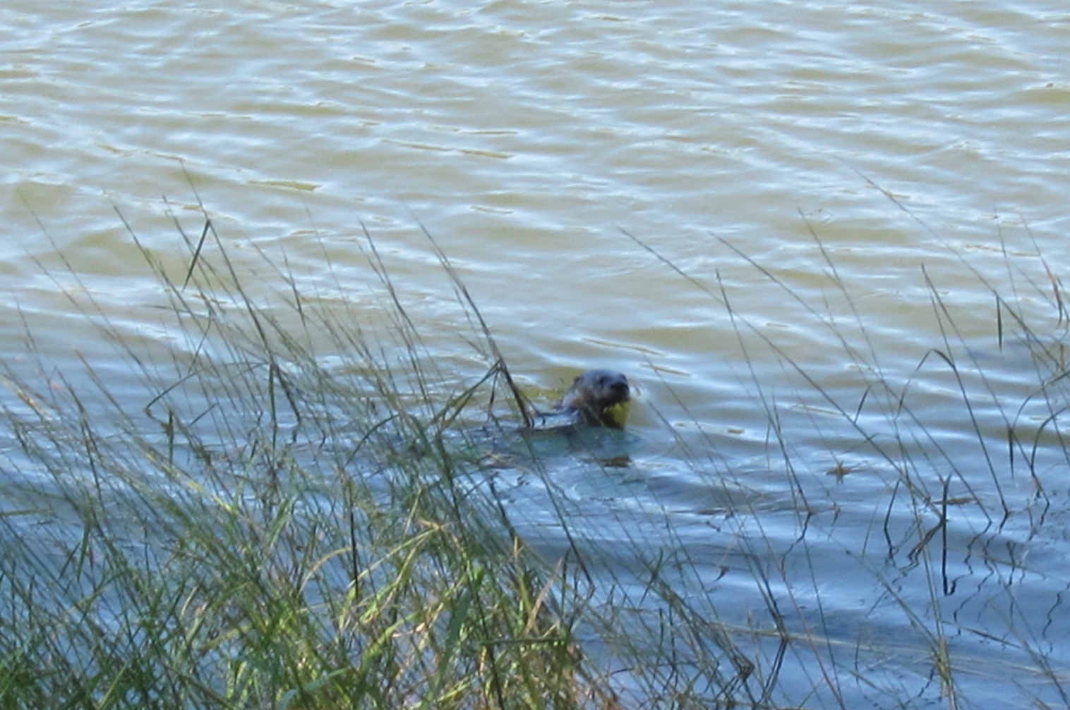 River Otter – Minnesota, USA « The Touch of Sound