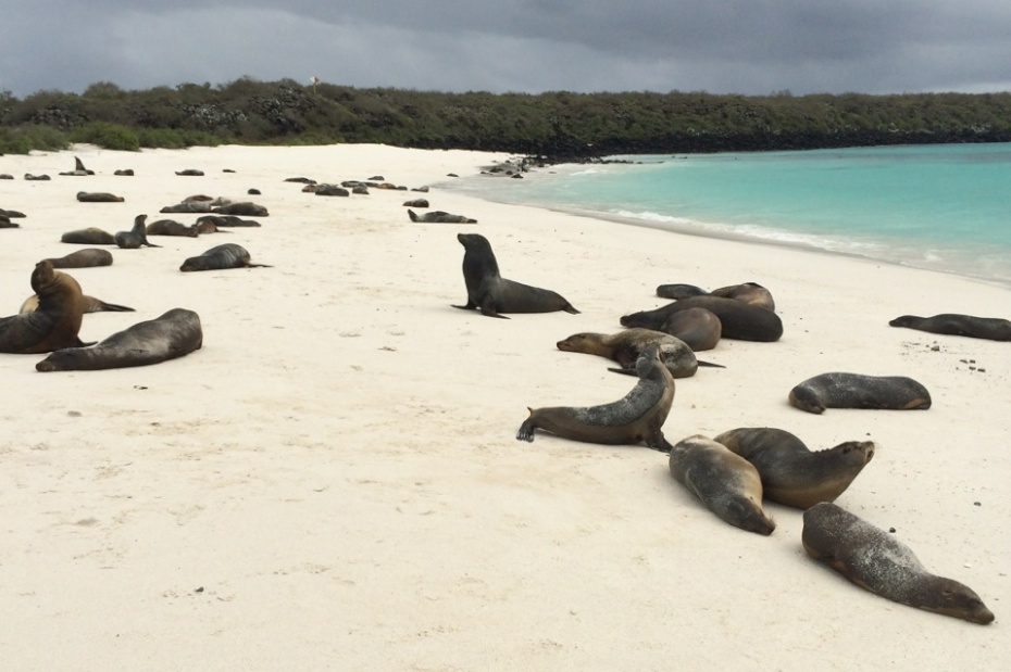 Sea Lions at Gardner Bay – Galápagos Islands, Ecuador « The Touch of Sound