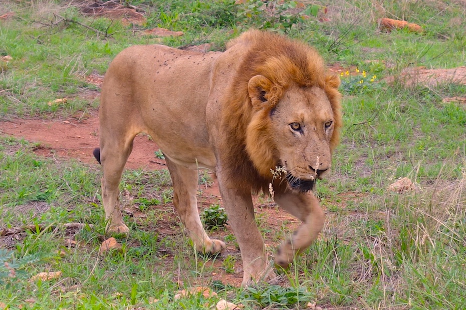 Lion Call – Kruger National Park, South Africa « The Touch of Sound